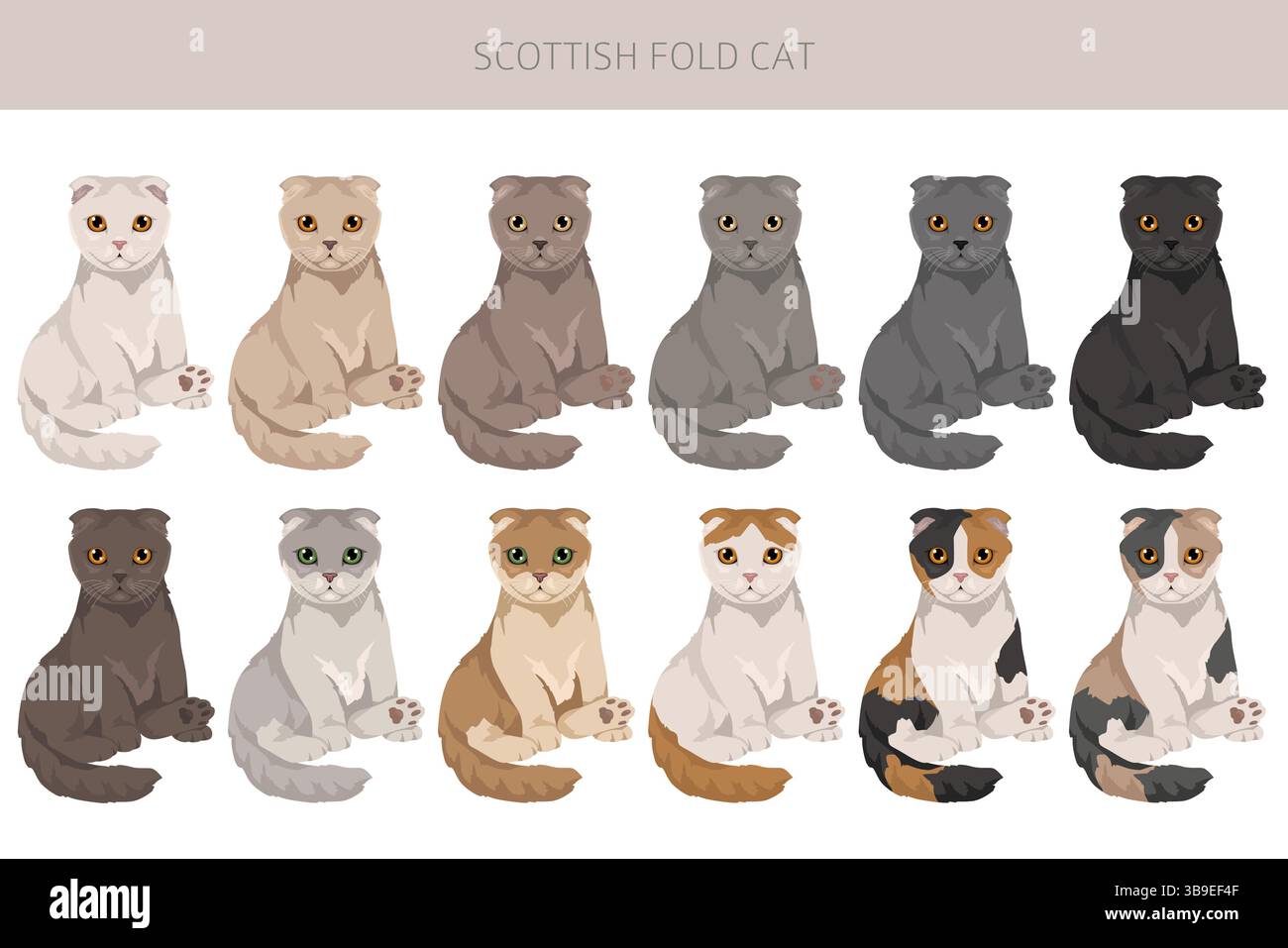 Longhair highland scottish fold hi-res stock photography and images - Alamy