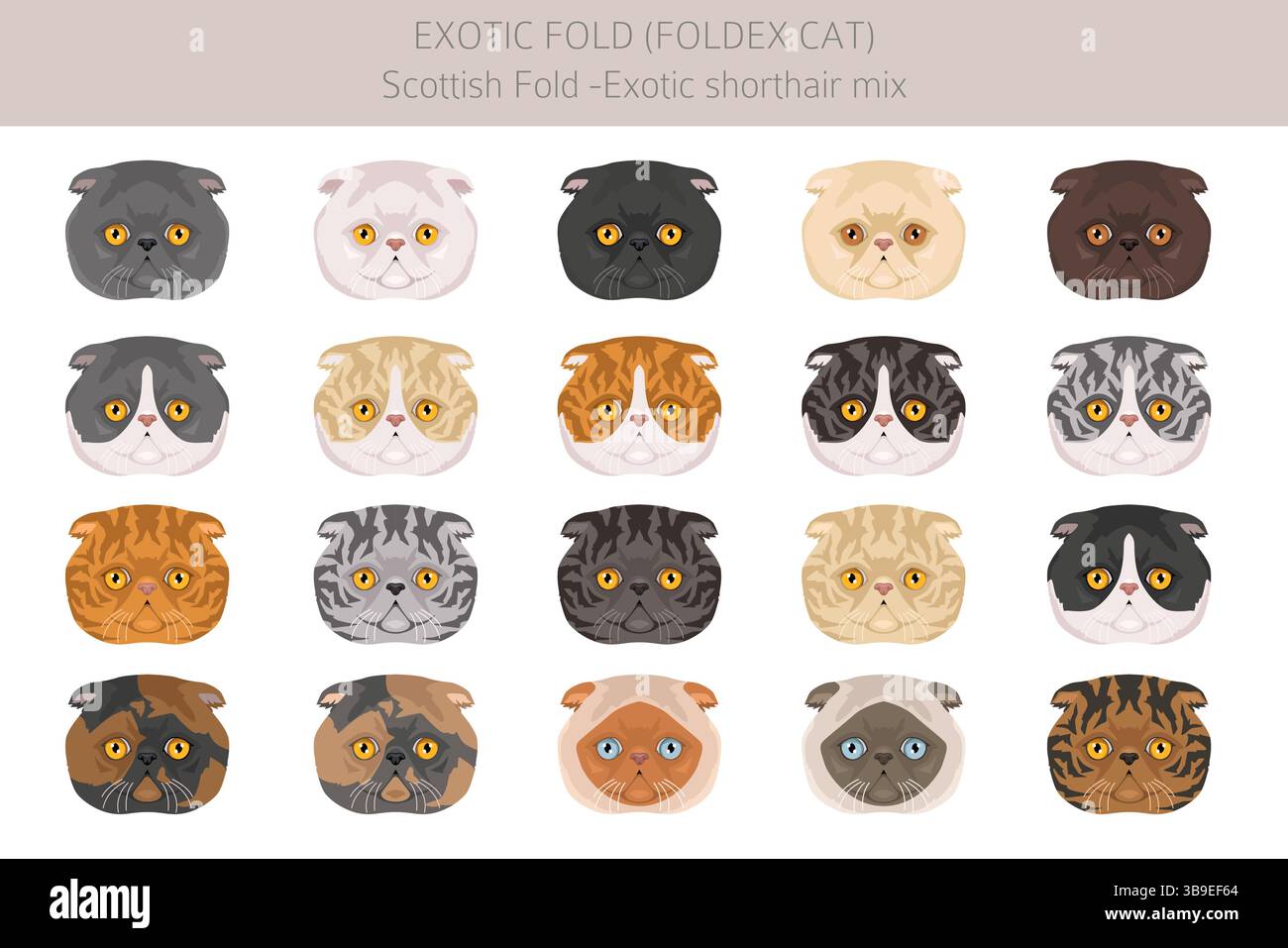 Foldex cat, Exotic Fold Cat clipart. All coat colors set. All cat ...