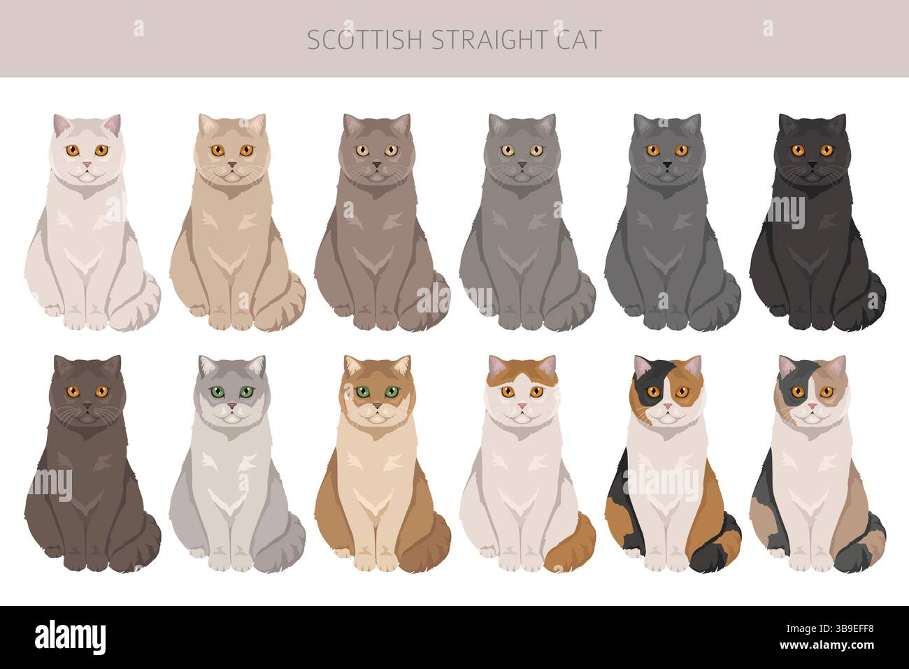 Scottish Straight Cat clipart. All coat colors set. All cat breeds ...
