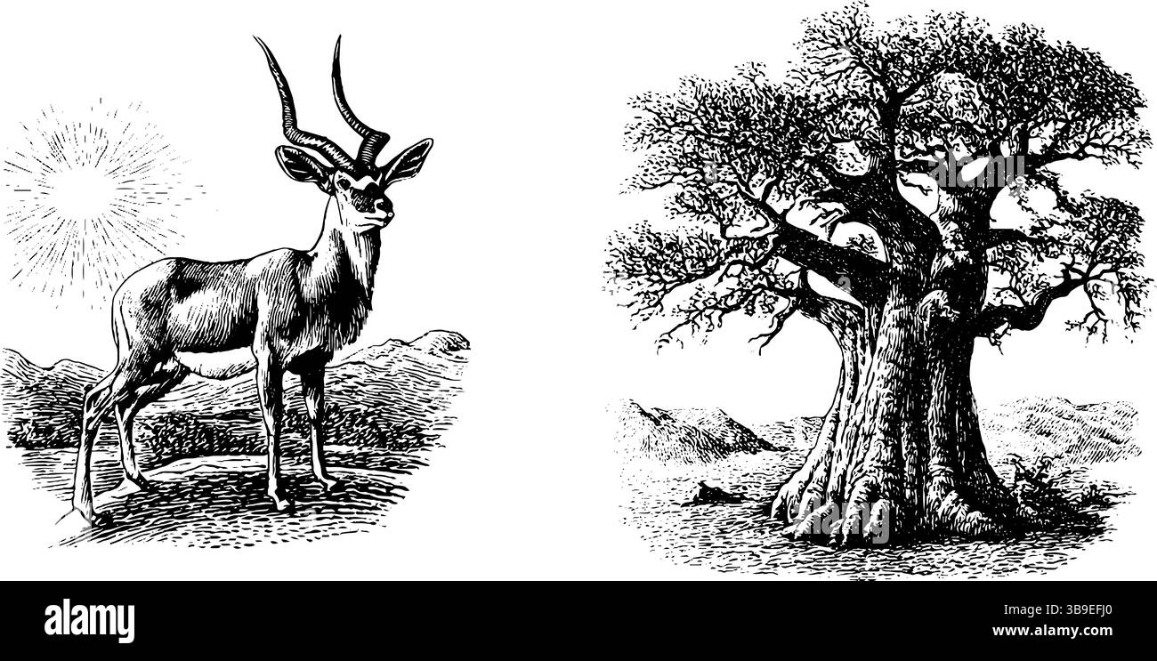Engraved wildlife illustration featuring antelope and baobab tree in ...
