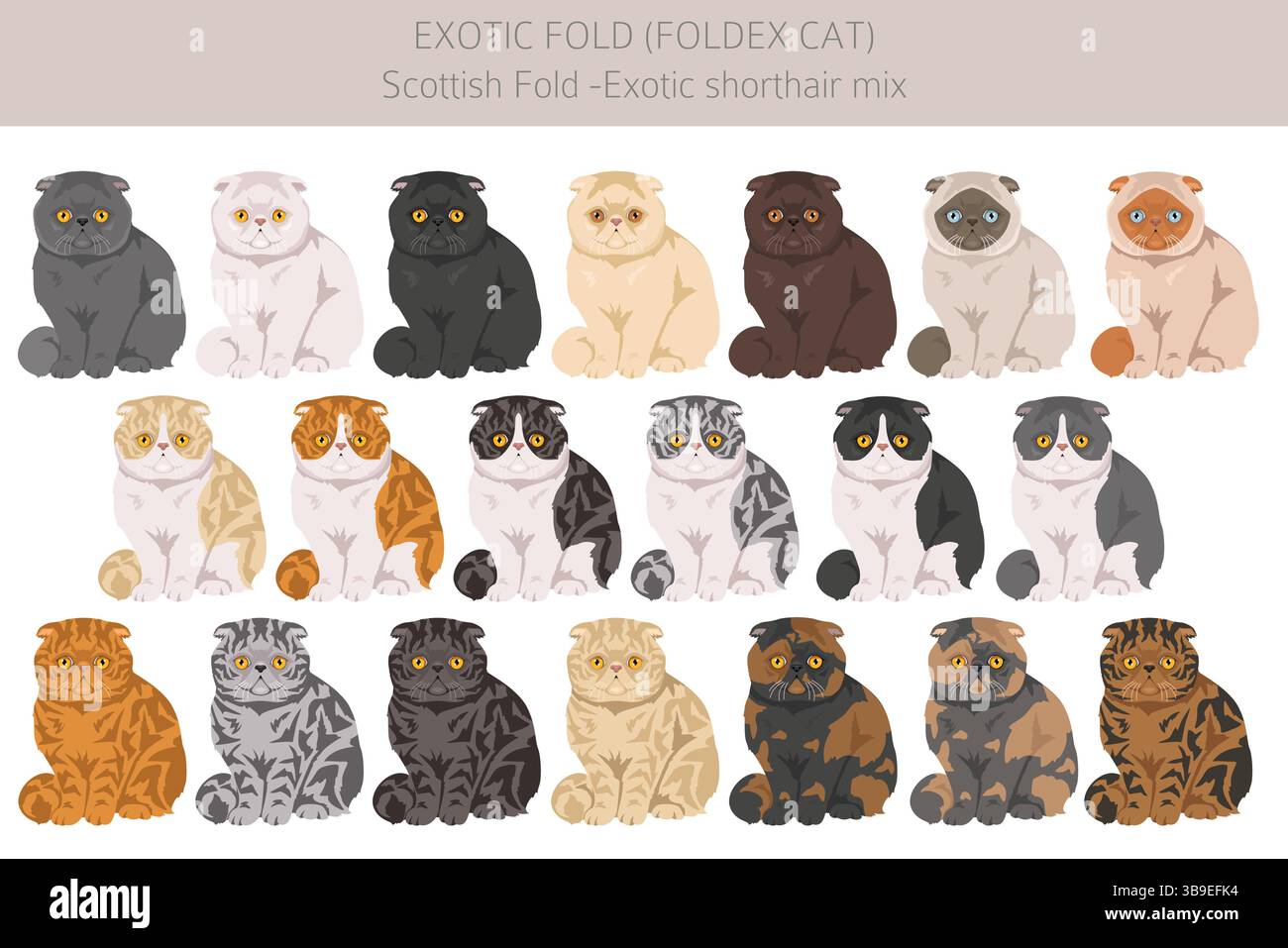 Foldex cat, Exotic Fold Cat clipart. All coat colors set. All cat ...