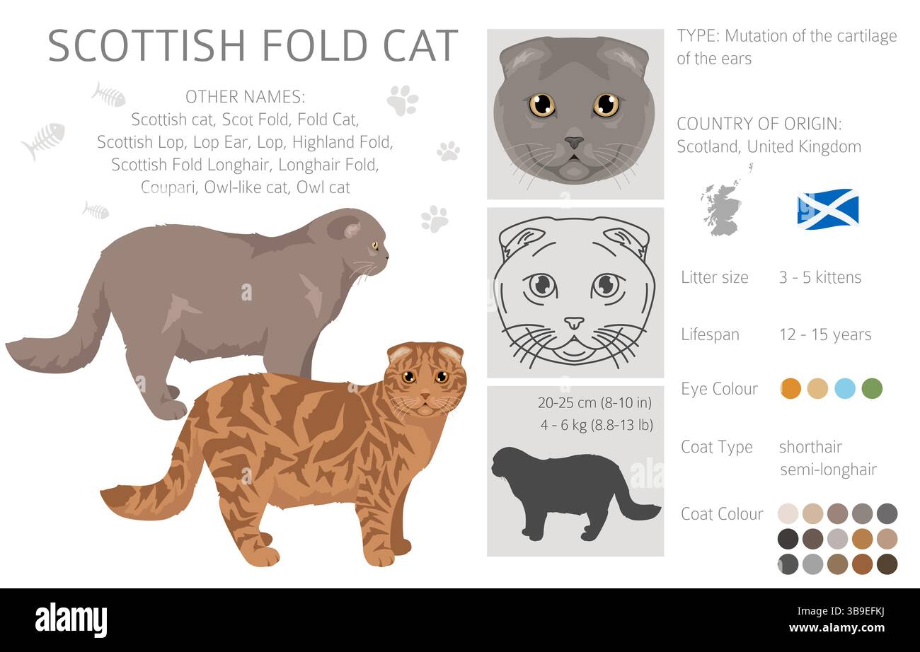 Scottish Fold Cat clipart. All coat colors set. All cat breeds ...