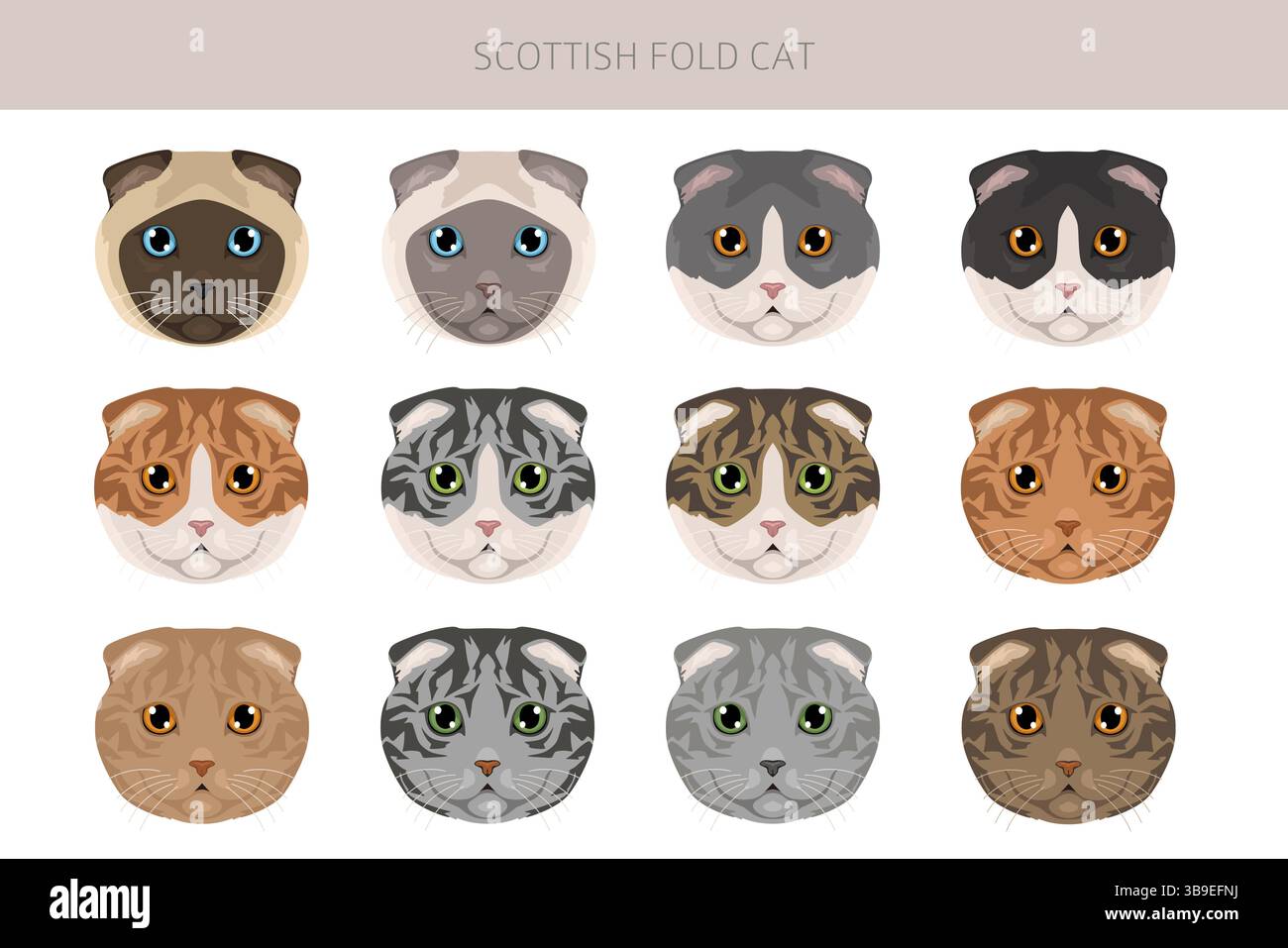 Longhair highland scottish fold hi-res stock photography and images - Alamy