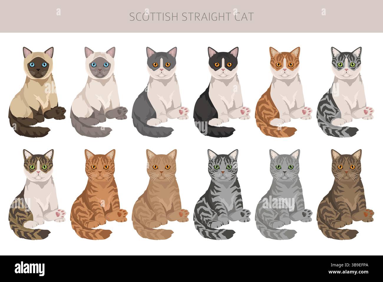 Scottish longhair straight eared cat hi-res stock photography and ...
