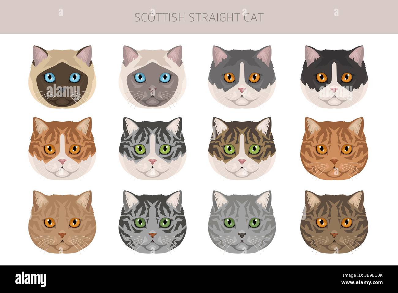 Scottish longhair straight eared cat hi-res stock photography and ...
