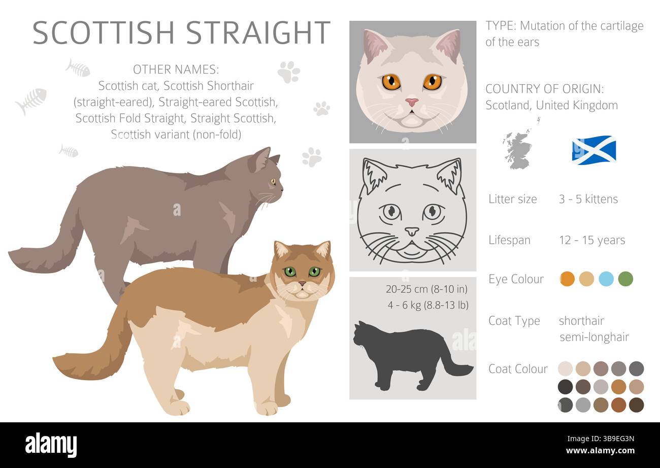 Scottish Straight Cat clipart. All coat colors set. All cat breeds ...