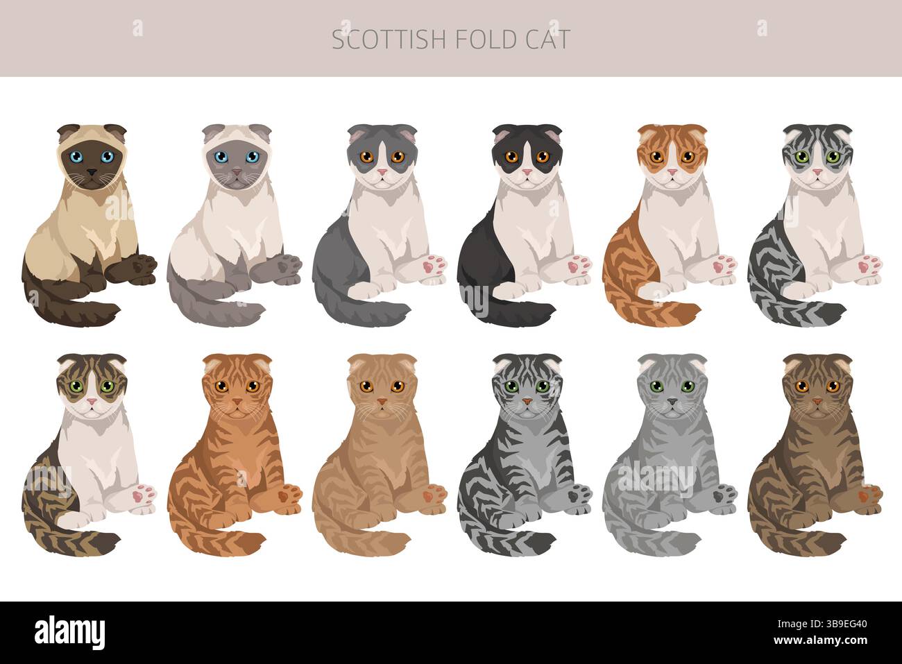 Longhair highland scottish fold hi-res stock photography and images - Alamy