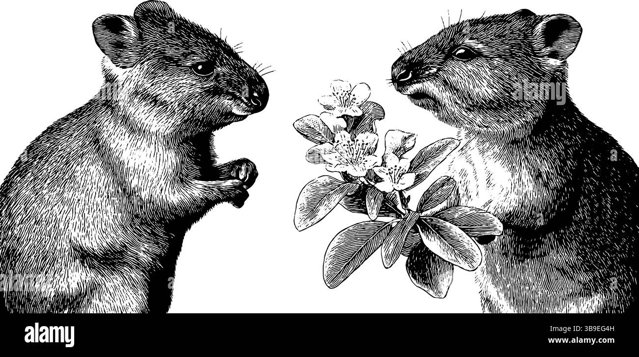 Engraved illustration of quokka pair with bush foliage - nature and ...