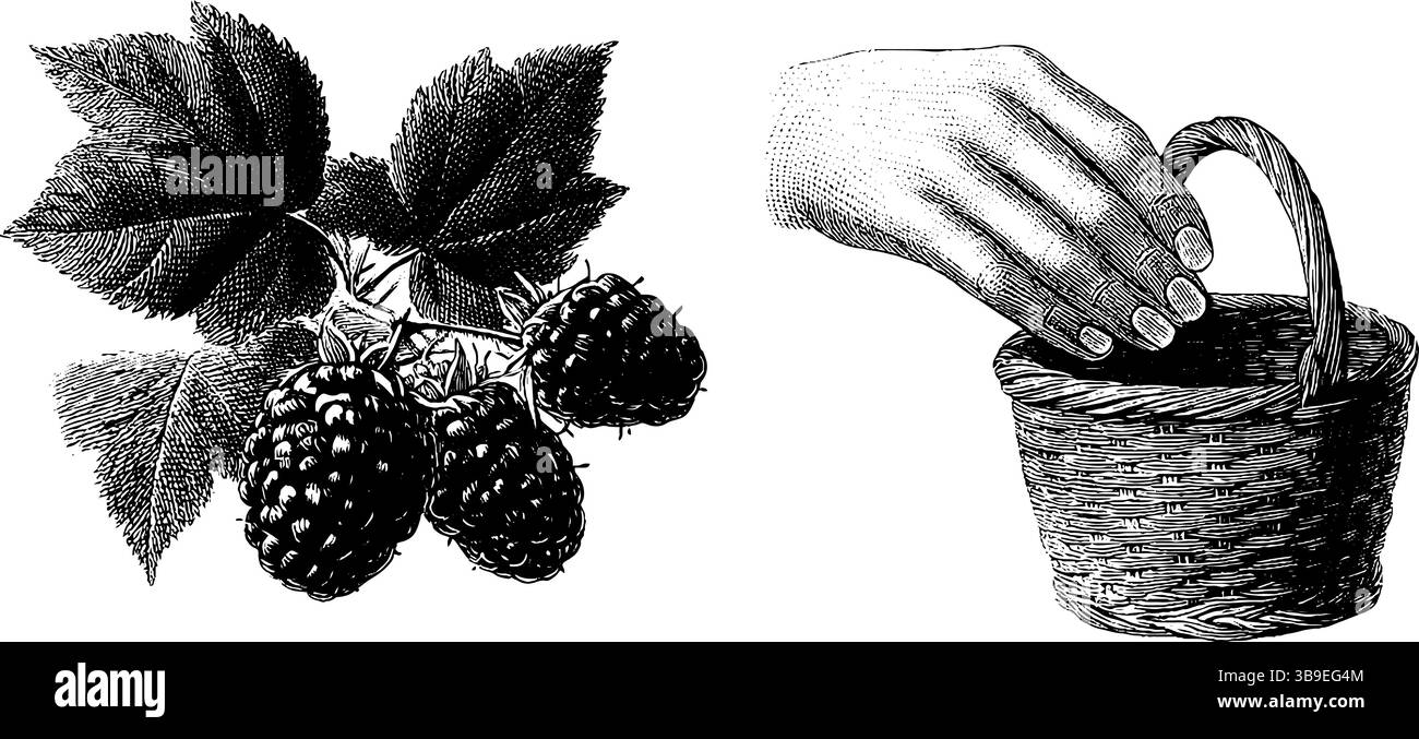 Vintage engraved illustration set of mulberry bush and handwoven basket ...