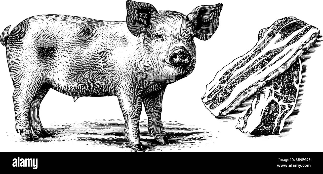 Engraved piglet with bacon illustration for farm-themed designs and ...