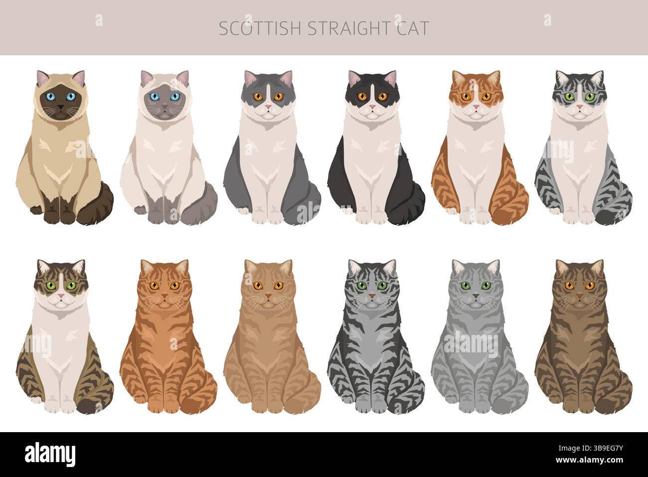 Scottish Straight Cat clipart. All coat colors set. All cat breeds ...