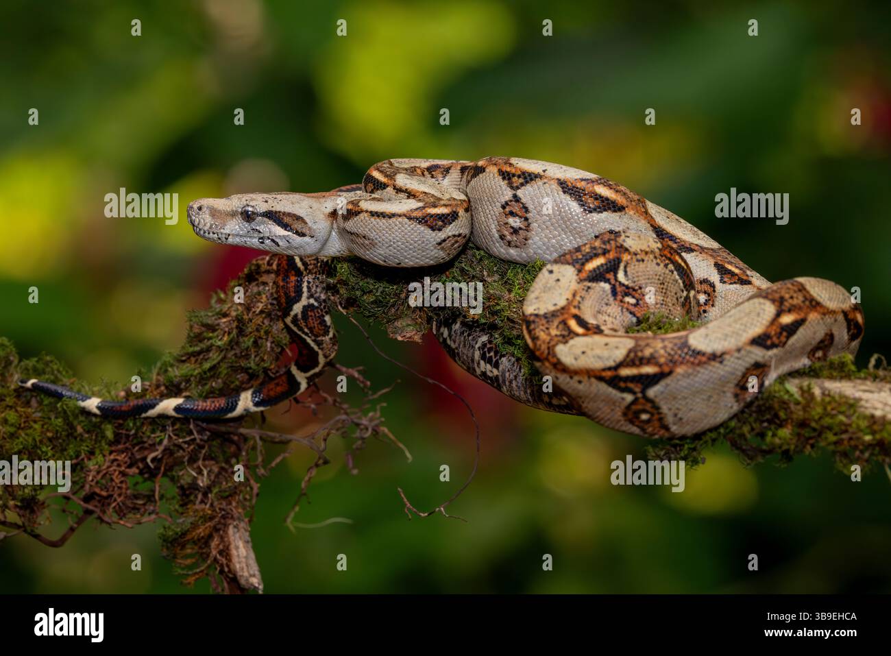 Boa constrictor large heavy hi-res stock photography and images - Alamy