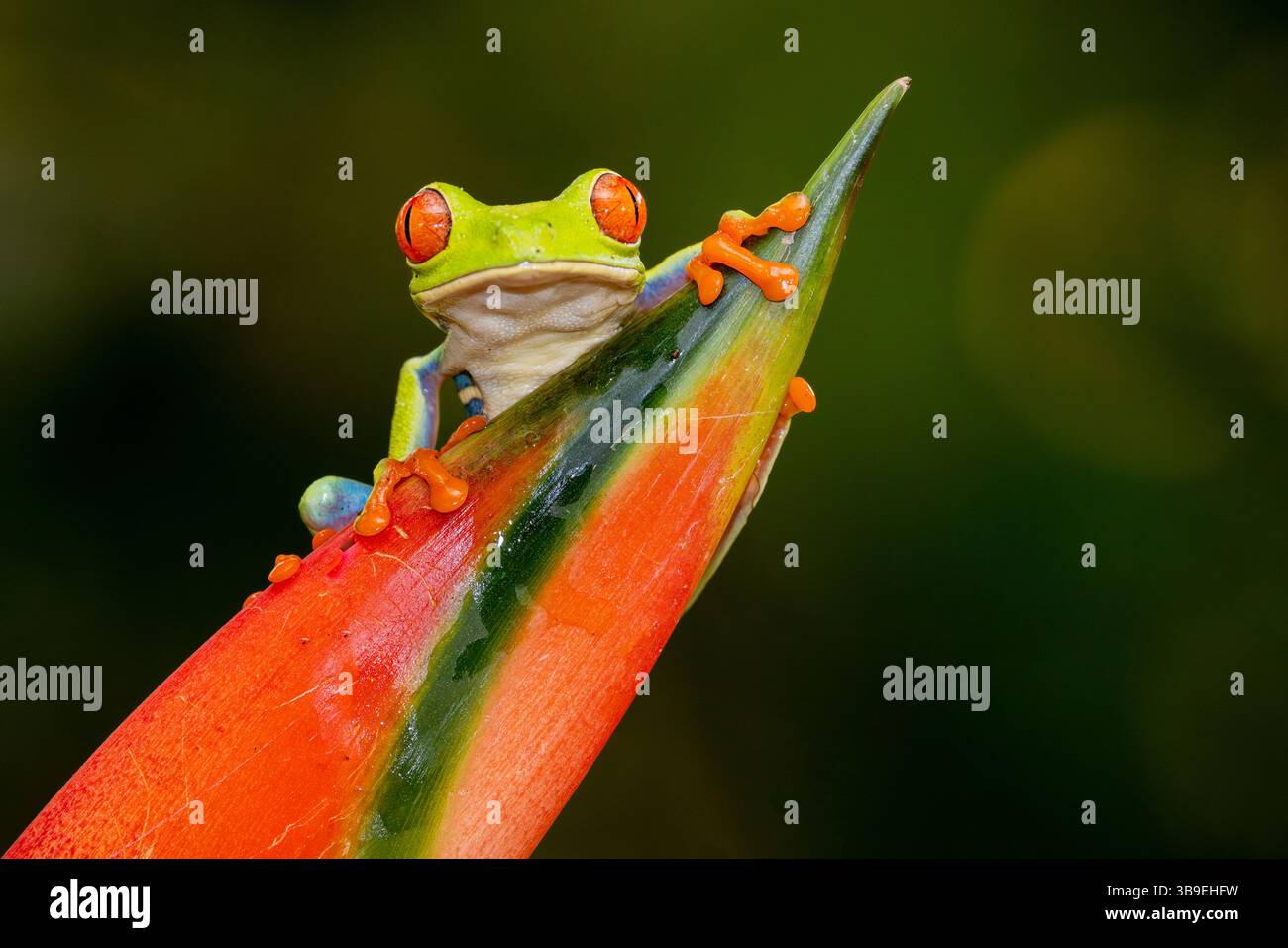 Red-eyed tree frog Stock Photo - Alamy