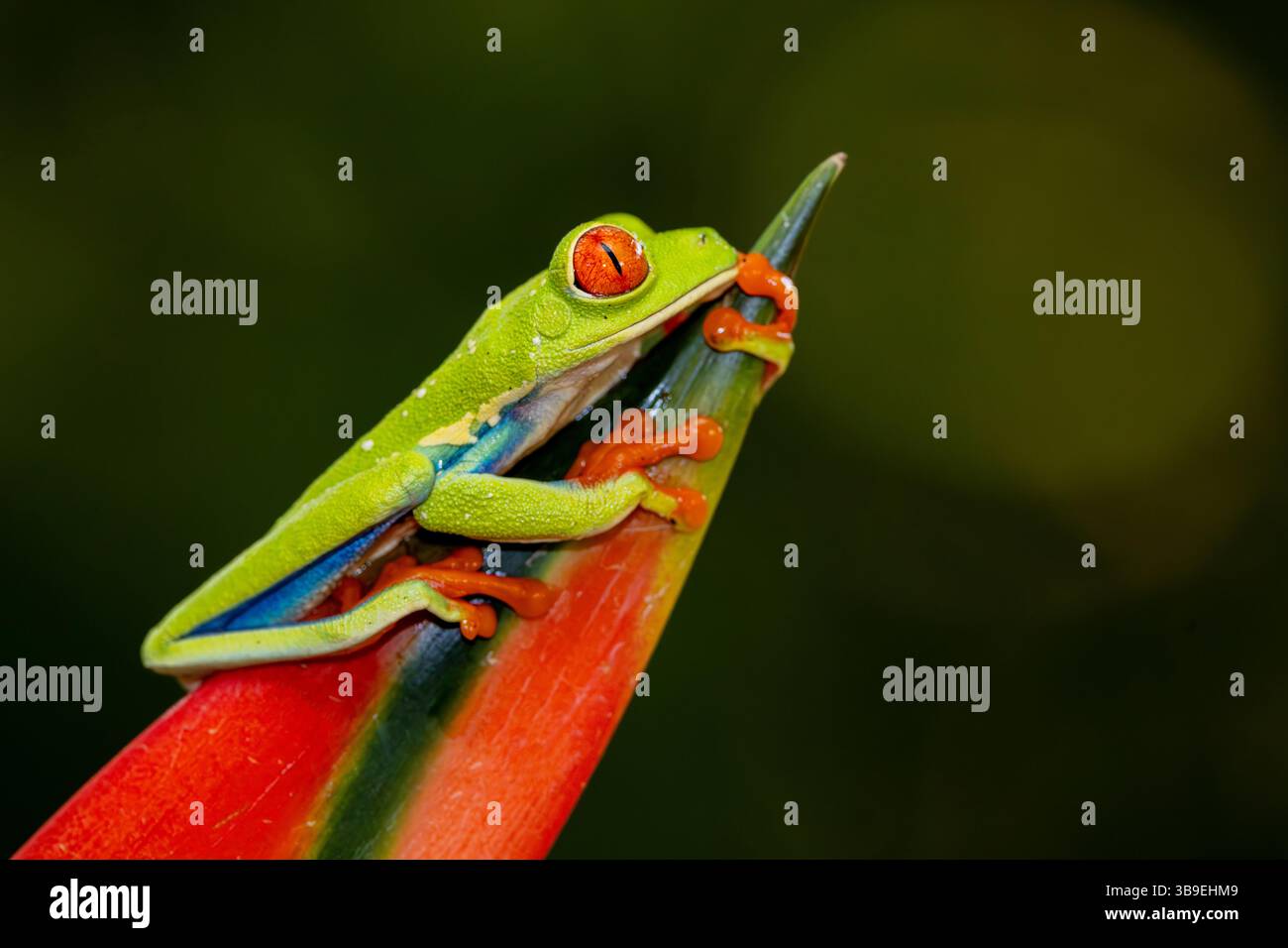 Bright coloured amphibian hi-res stock photography and images - Alamy