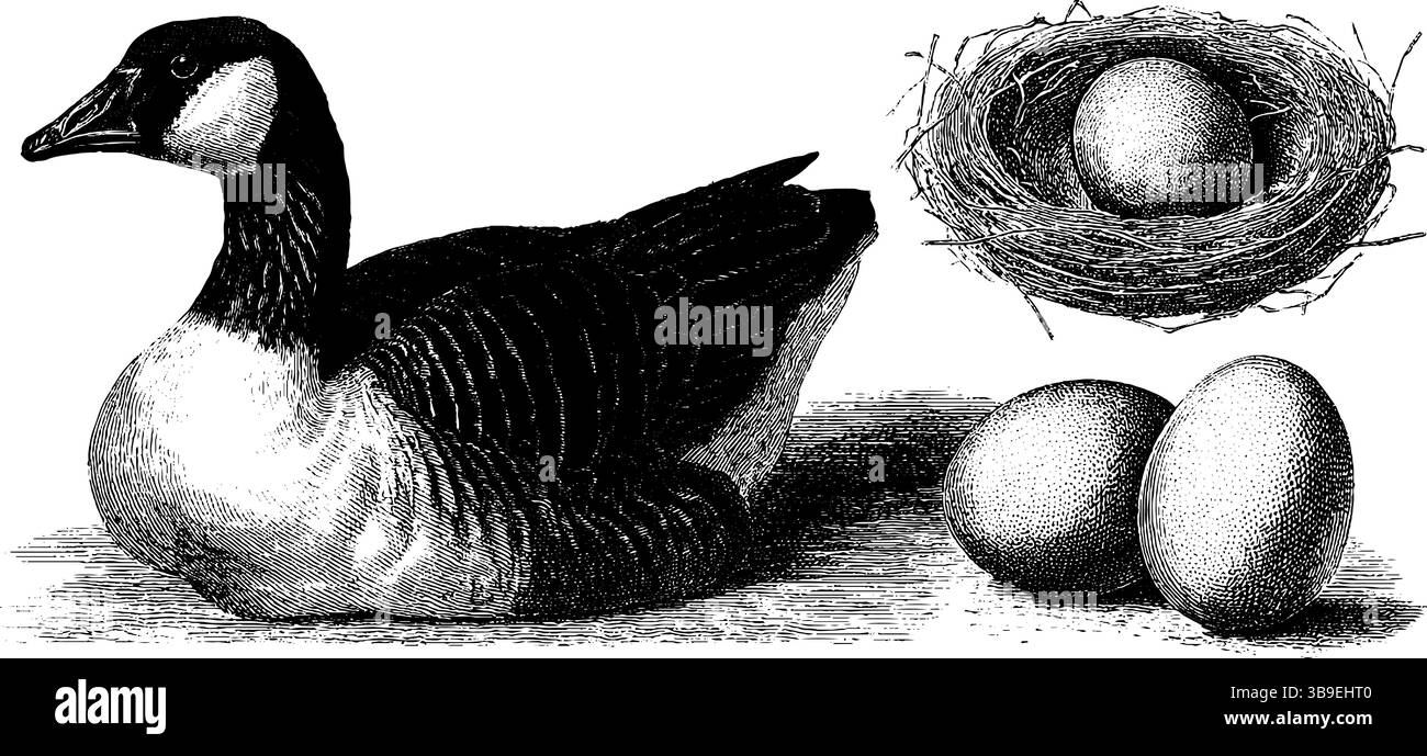 Vintage engraving of goose with nest and eggs for nature design Stock ...