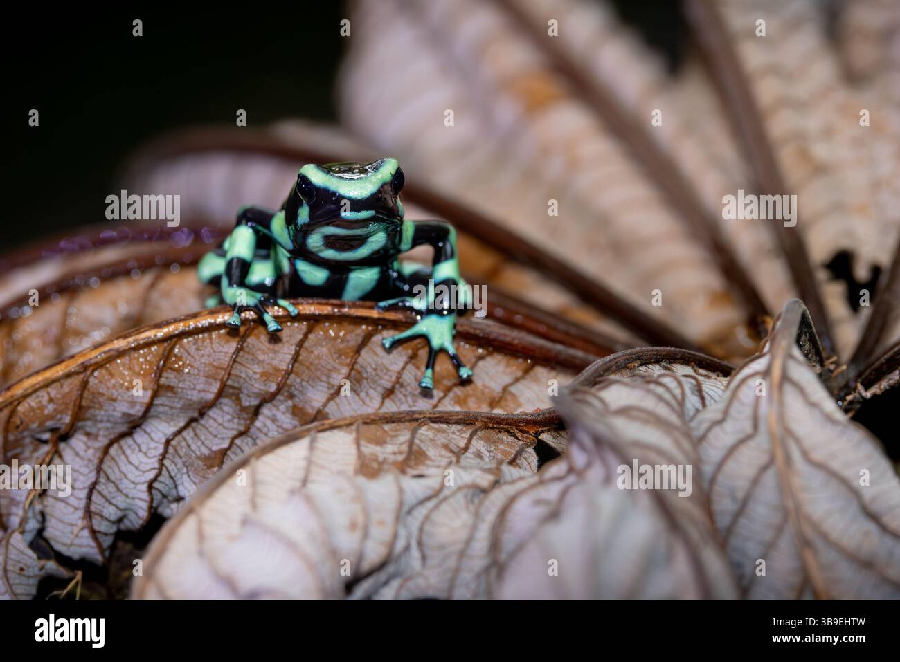 Green and black poison dart frog Stock Photo - Alamy