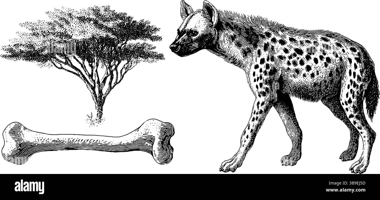 Engraved hyena with bones and acacia tree illustration set for wildlife ...