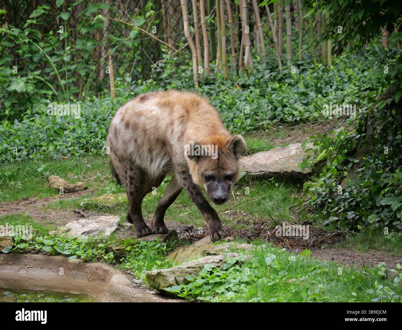 St. Louis, Missouri - May 4, 2025: Saint Louis Zoo - Top Free Zoo in ...