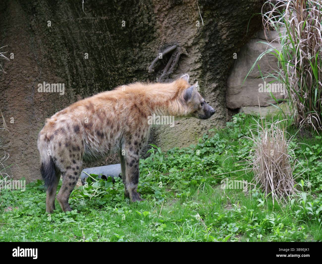 St. Louis, Missouri - May 4, 2025: Saint Louis Zoo - Top Free Zoo in ...