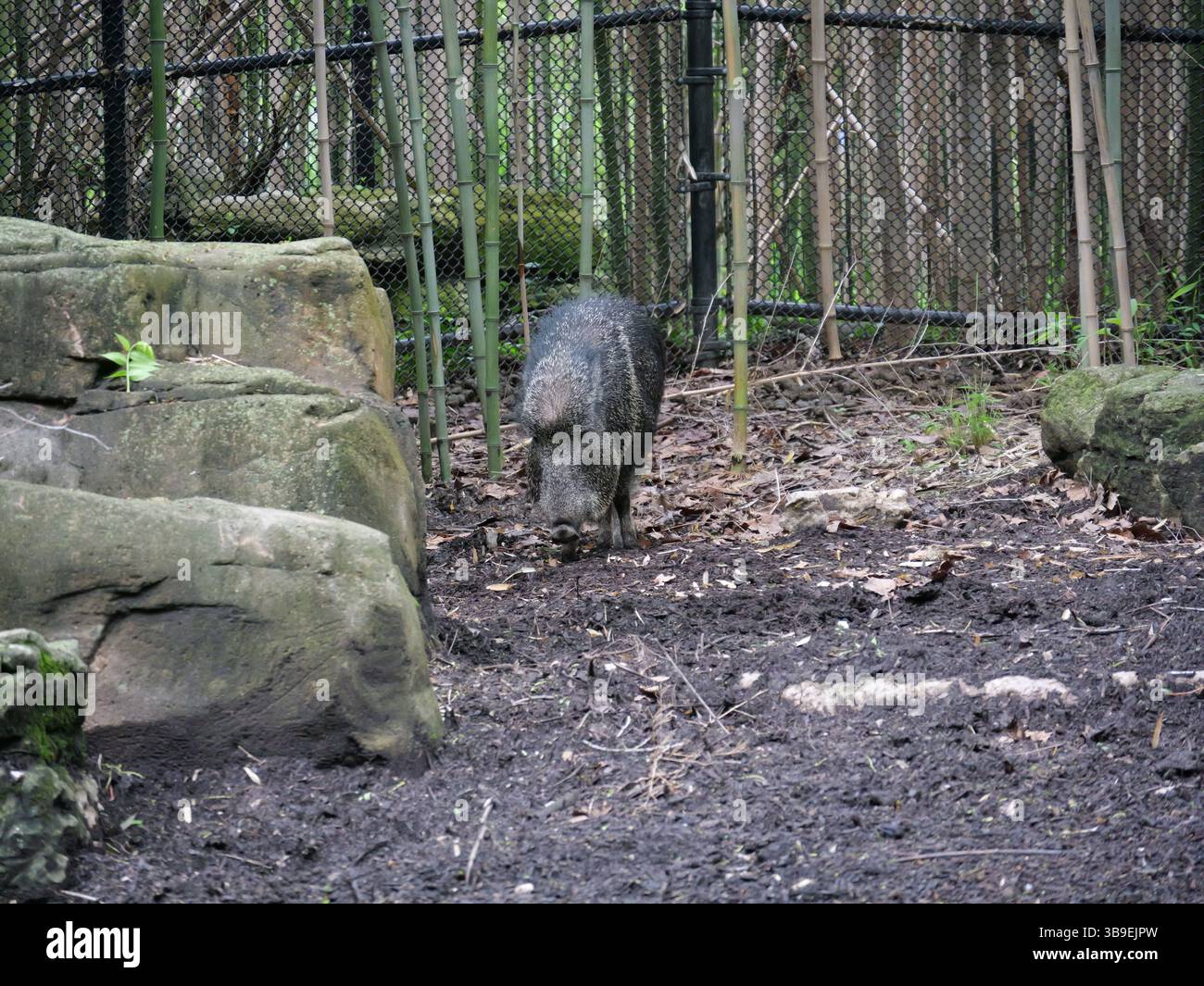 St. Louis, Missouri - May 4, 2025: Saint Louis Zoo - Top Free Zoo in ...