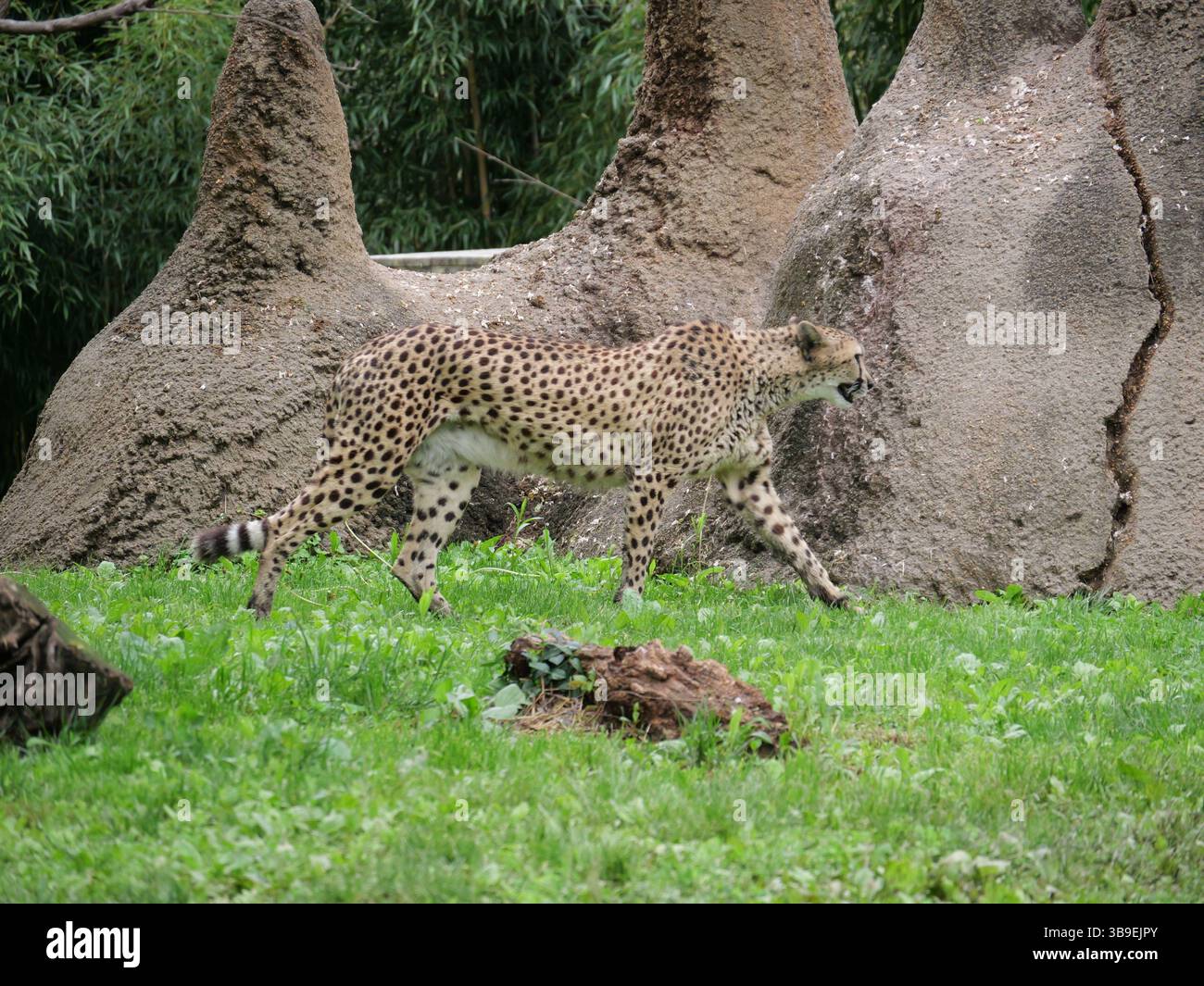 St. Louis, Missouri - May 4, 2025: Saint Louis Zoo - Top Free Zoo in ...