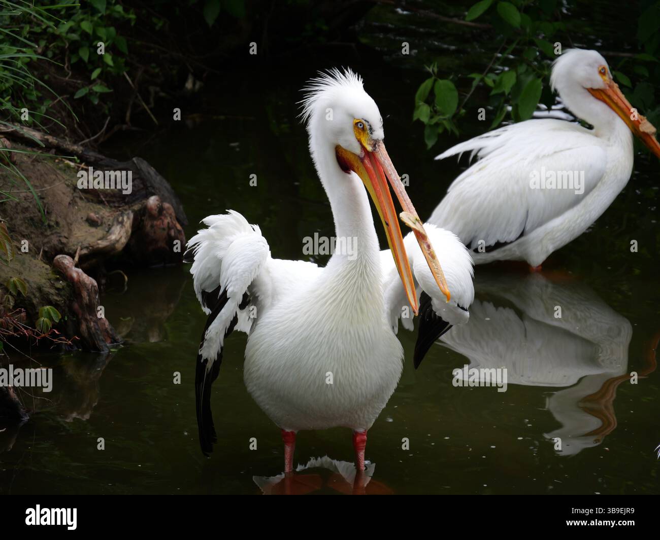 St. Louis, Missouri - May 4, 2025: Saint Louis Zoo - Top Free Zoo in ...