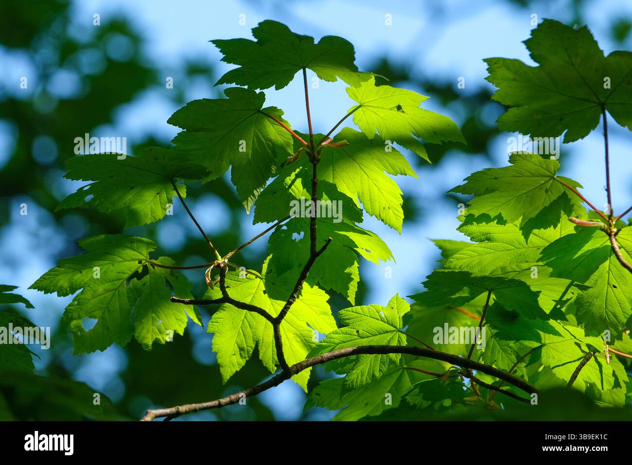 Low water at Ladybower reservoir in Sheffield Stock Photo - Alamy