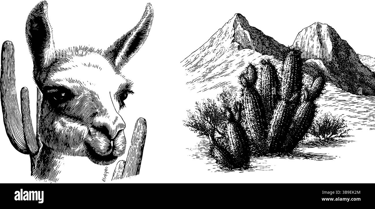 Engraved illustration of alpaca and cactus in mountain landscape for ...