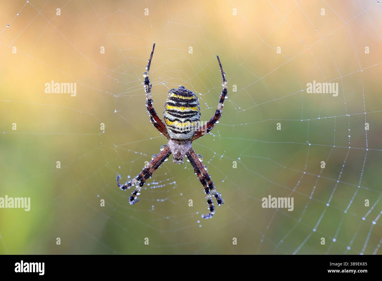 Wasp spider hanging on web hi-res stock photography and images - Alamy