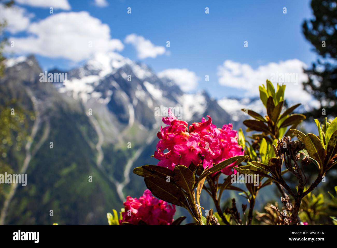 Alpine rose in full bloom Stock Photo - Alamy