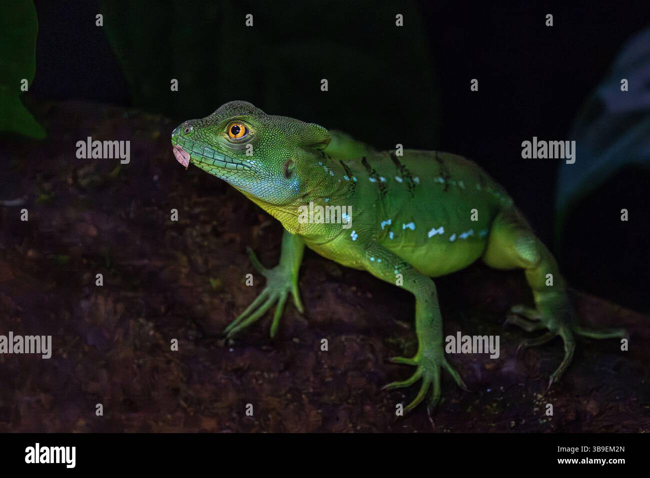 Female emerald basilisk Stock Photo - Alamy