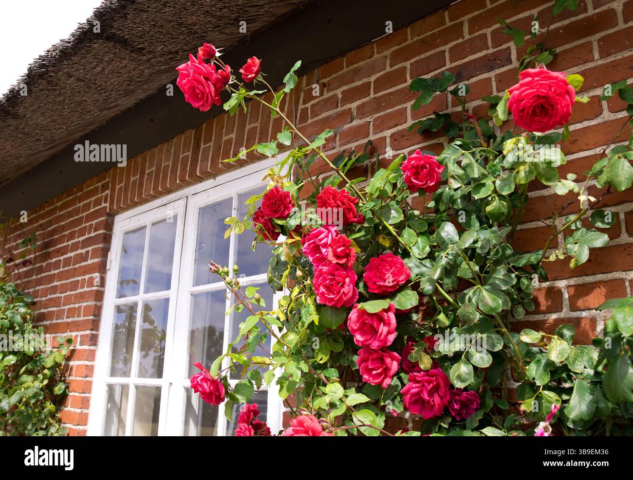 Climbing roses wall hi-res stock photography and images - Alamy