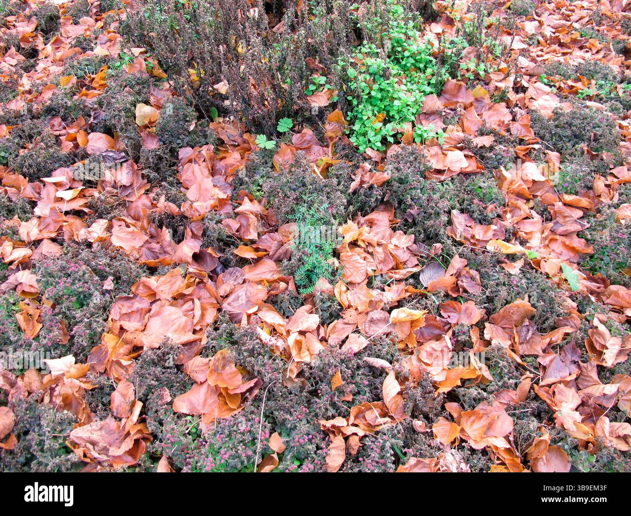 Unkempt leaf covered flower hi-res stock photography and images - Alamy