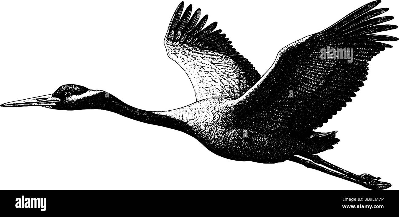 Engraved illustration of japanese red-crowned crane in flight Stock ...