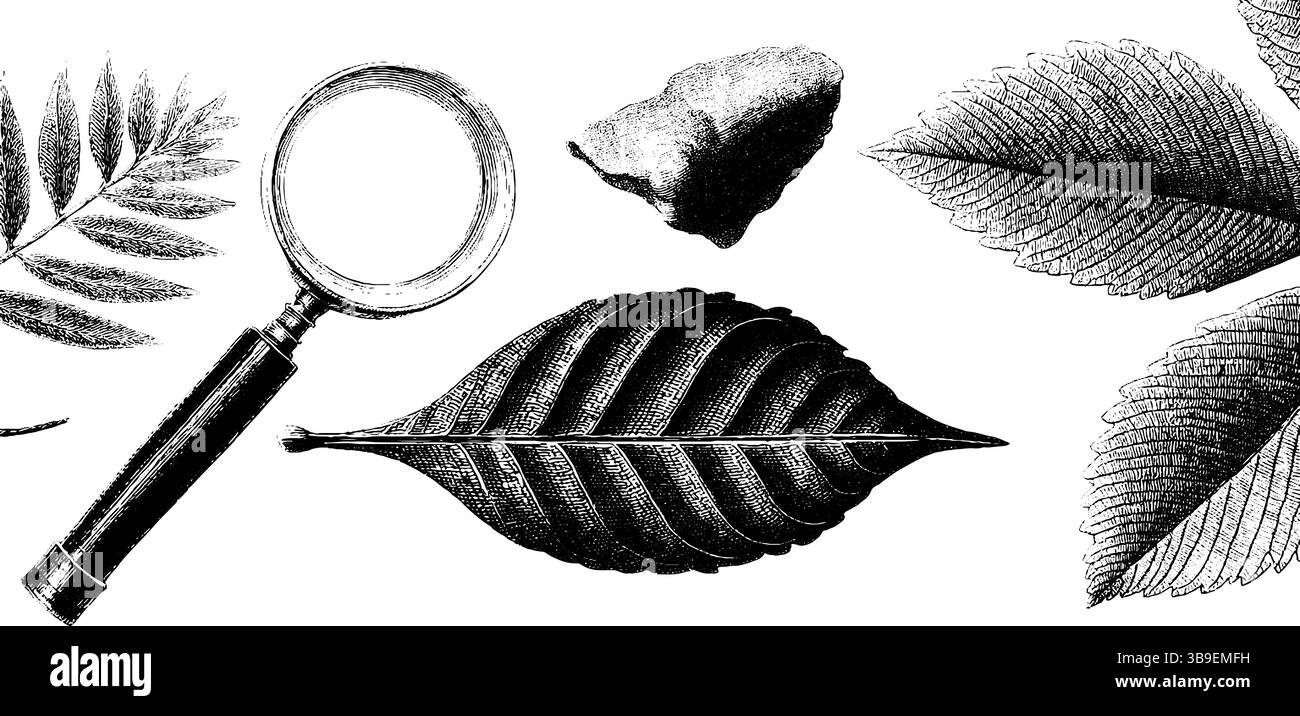 Engraved illustration set featuring paleobotanist elements with fossil ...