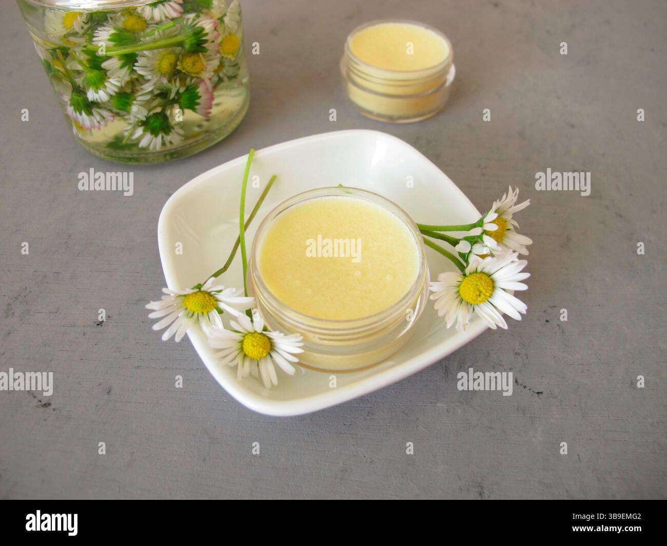 Homemade daisy ointment with daisy extract in a small jar Stock Photo ...