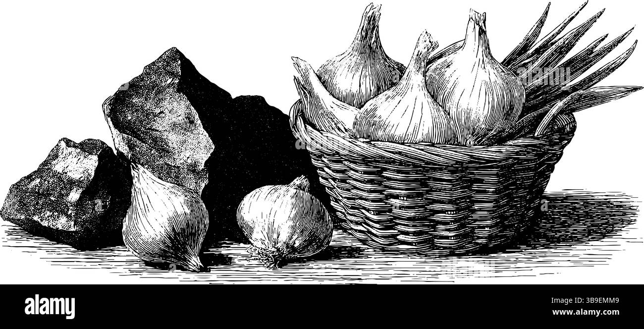Engraved botanical illustration of onion bulbs with soil elements for ...