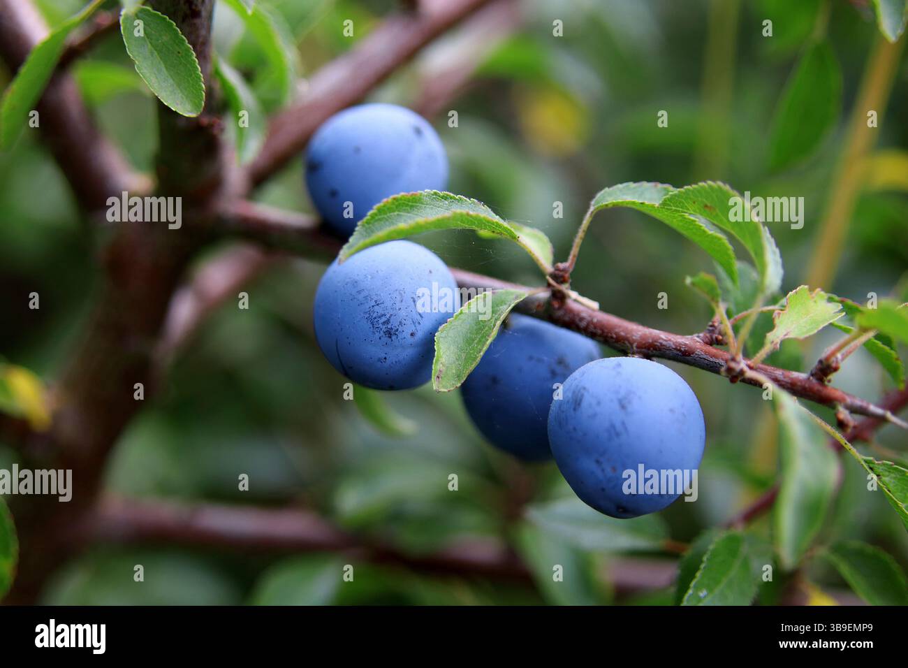 Sloes forest hi-res stock photography and images - Alamy
