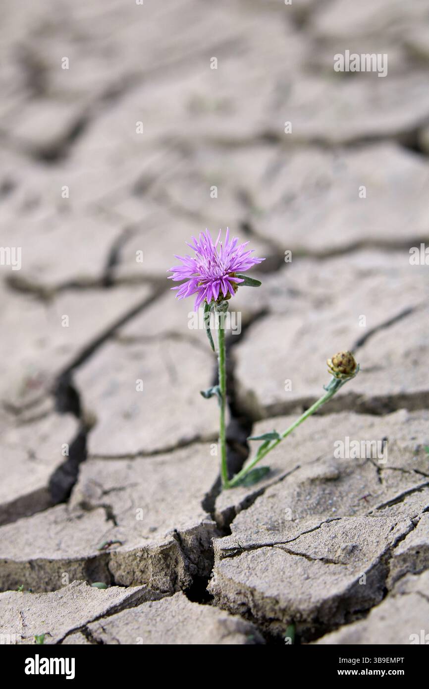 Will never grow up hi-res stock photography and images - Alamy