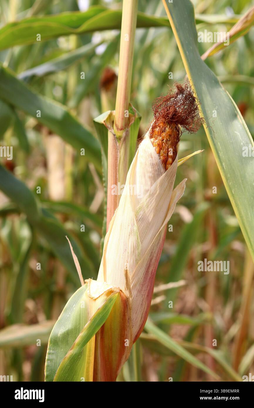 Corn seed cob on hi-res stock photography and images - Alamy