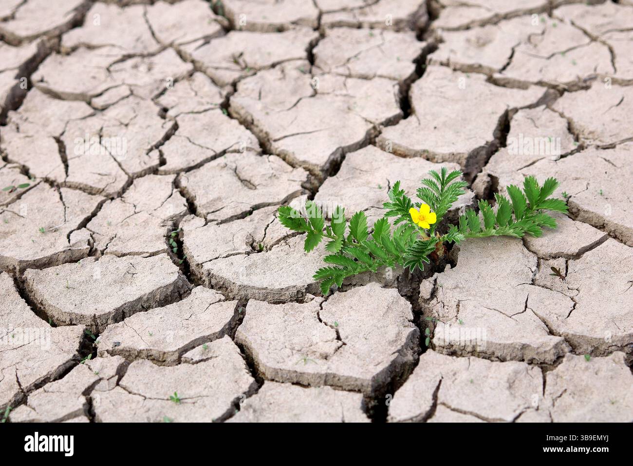 Fight for faith hi-res stock photography and images - Alamy