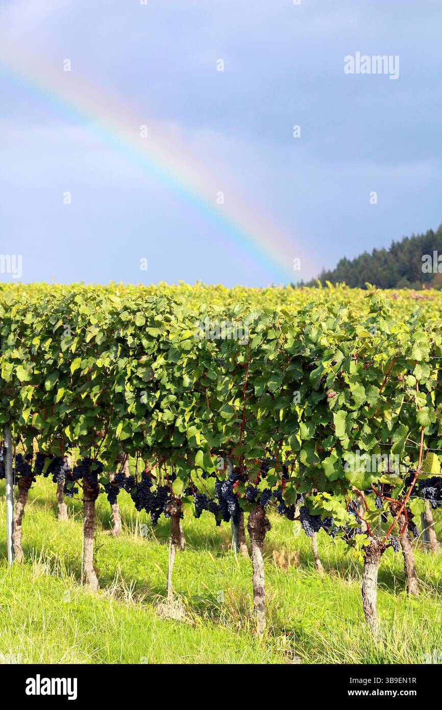 Rainbow vine hi-res stock photography and images - Alamy