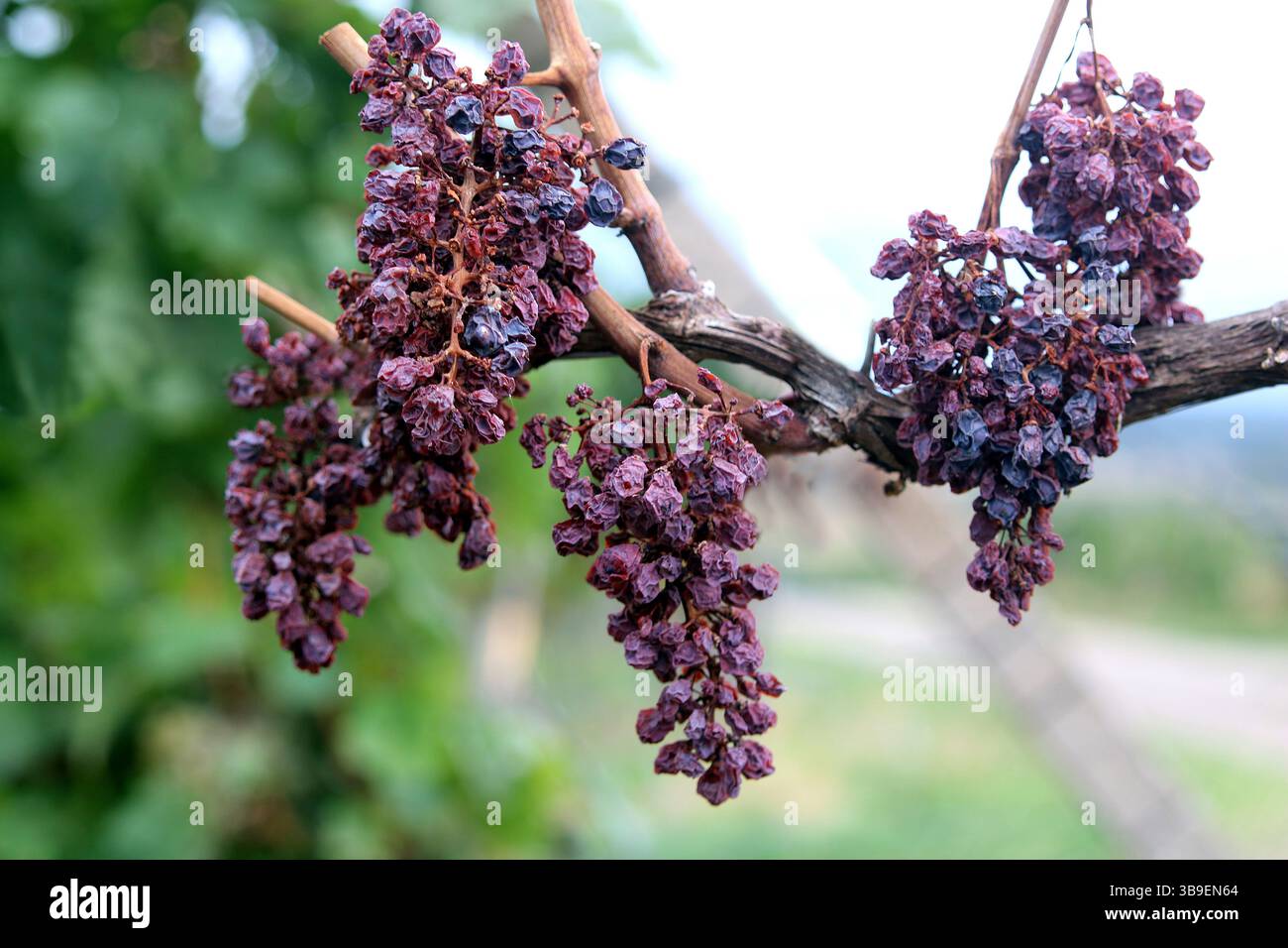 Grapes lack hi-res stock photography and images - Alamy