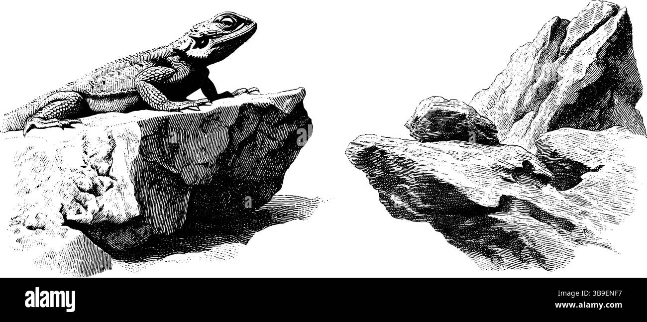 Classic fauna illustration Cut Out Stock Images & Pictures - Alamy