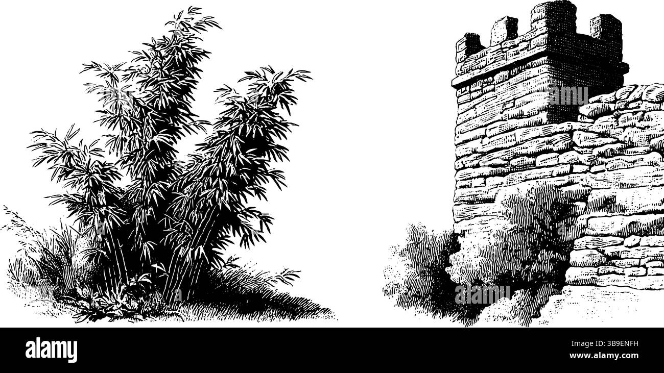 Vintage engraved illustration of castle turret and bamboo plant scene ...