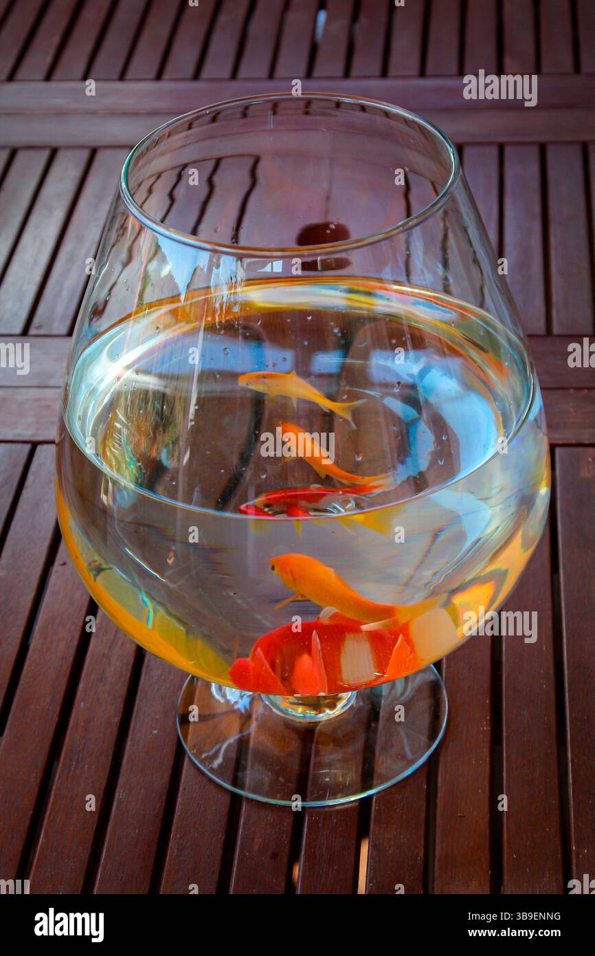 Goldfish in a jar Stock Photo - Alamy