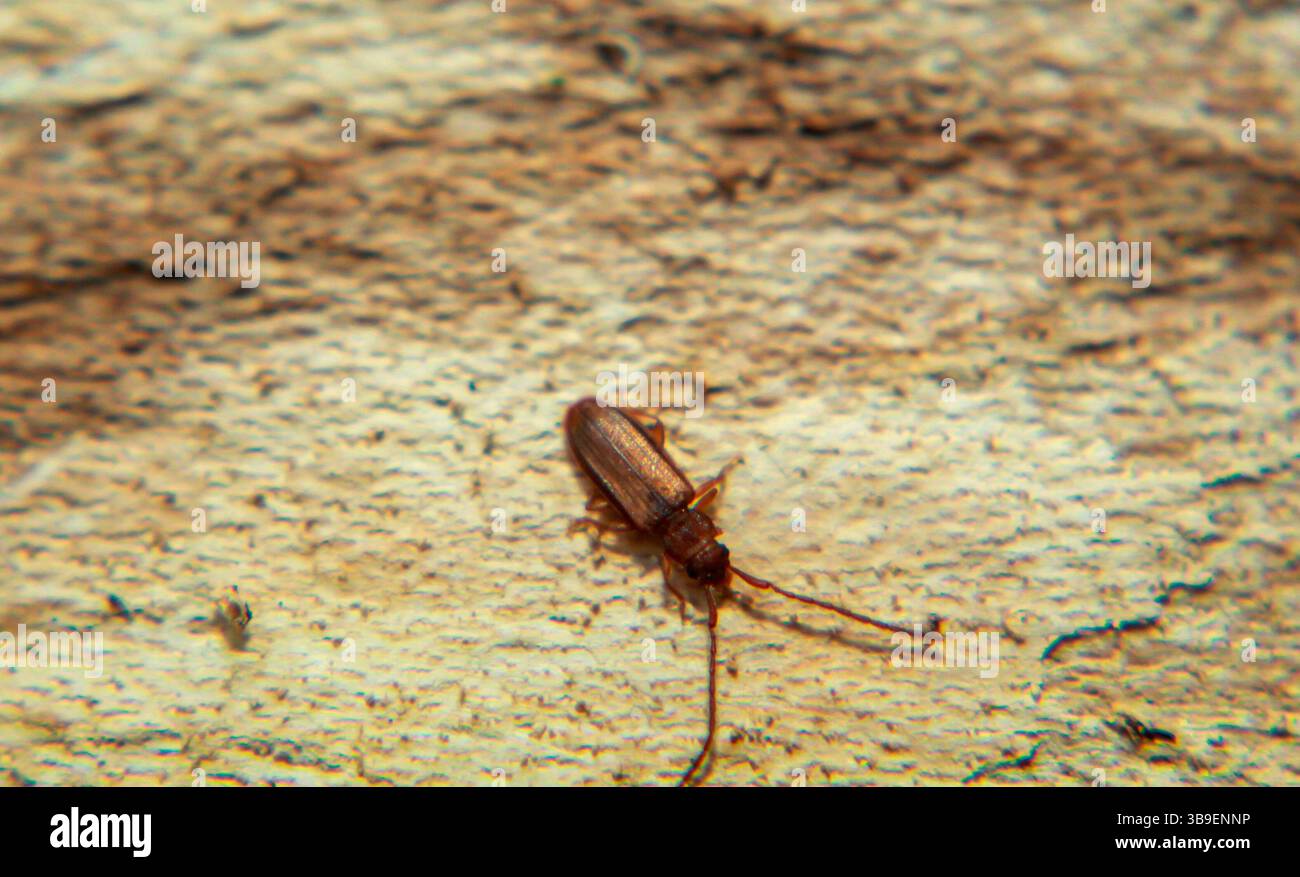 Long-horned predatory beetle, Uleiota planatus on a piece of bark, wood ...