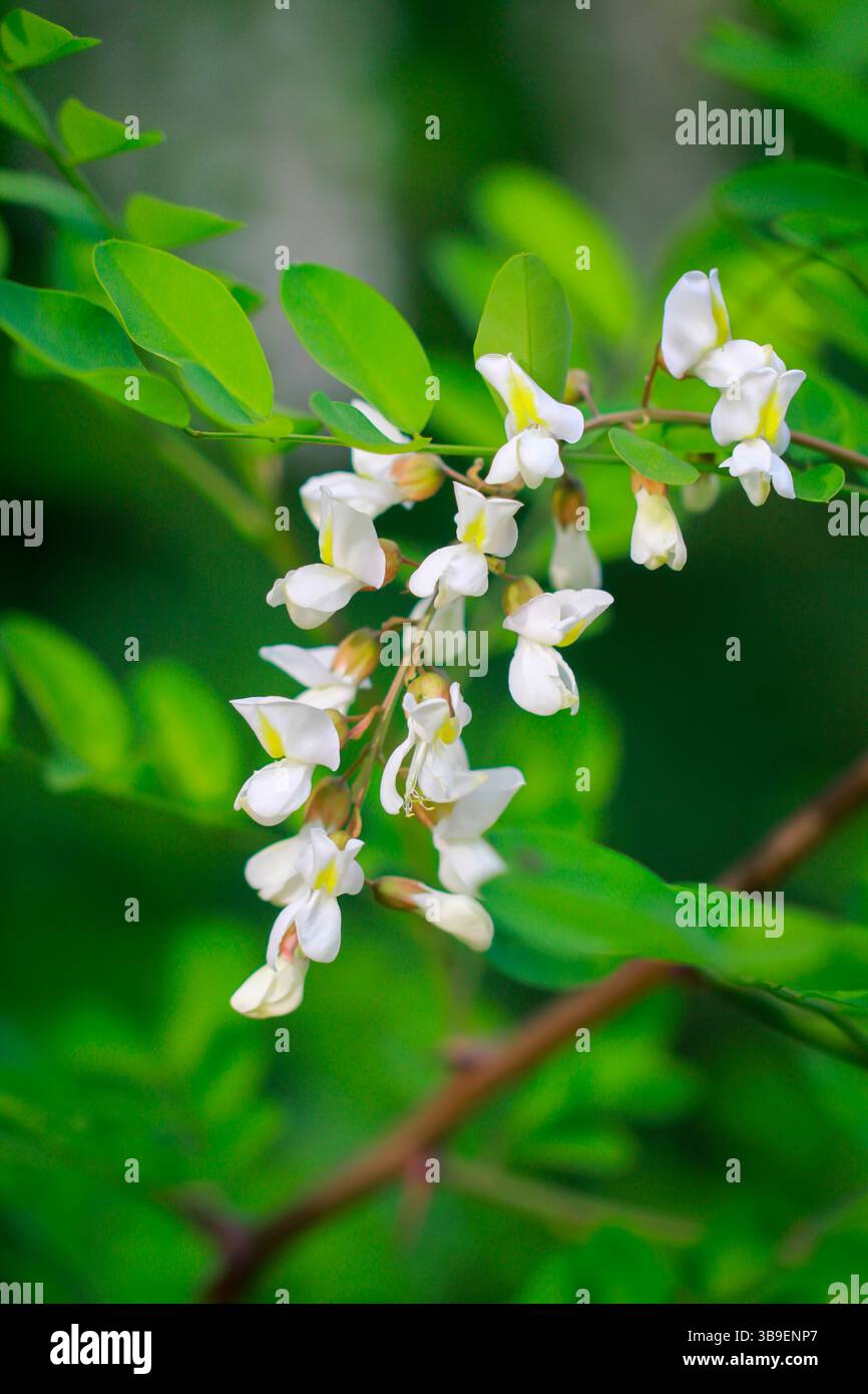 The beautiful white flowers of a robinia and its green leaves Stock ...