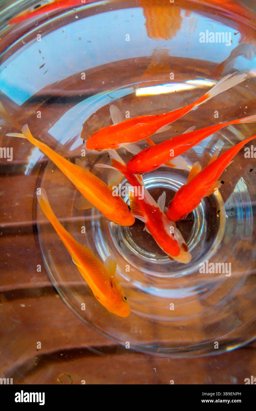 Goldfish in a jar Stock Photo - Alamy