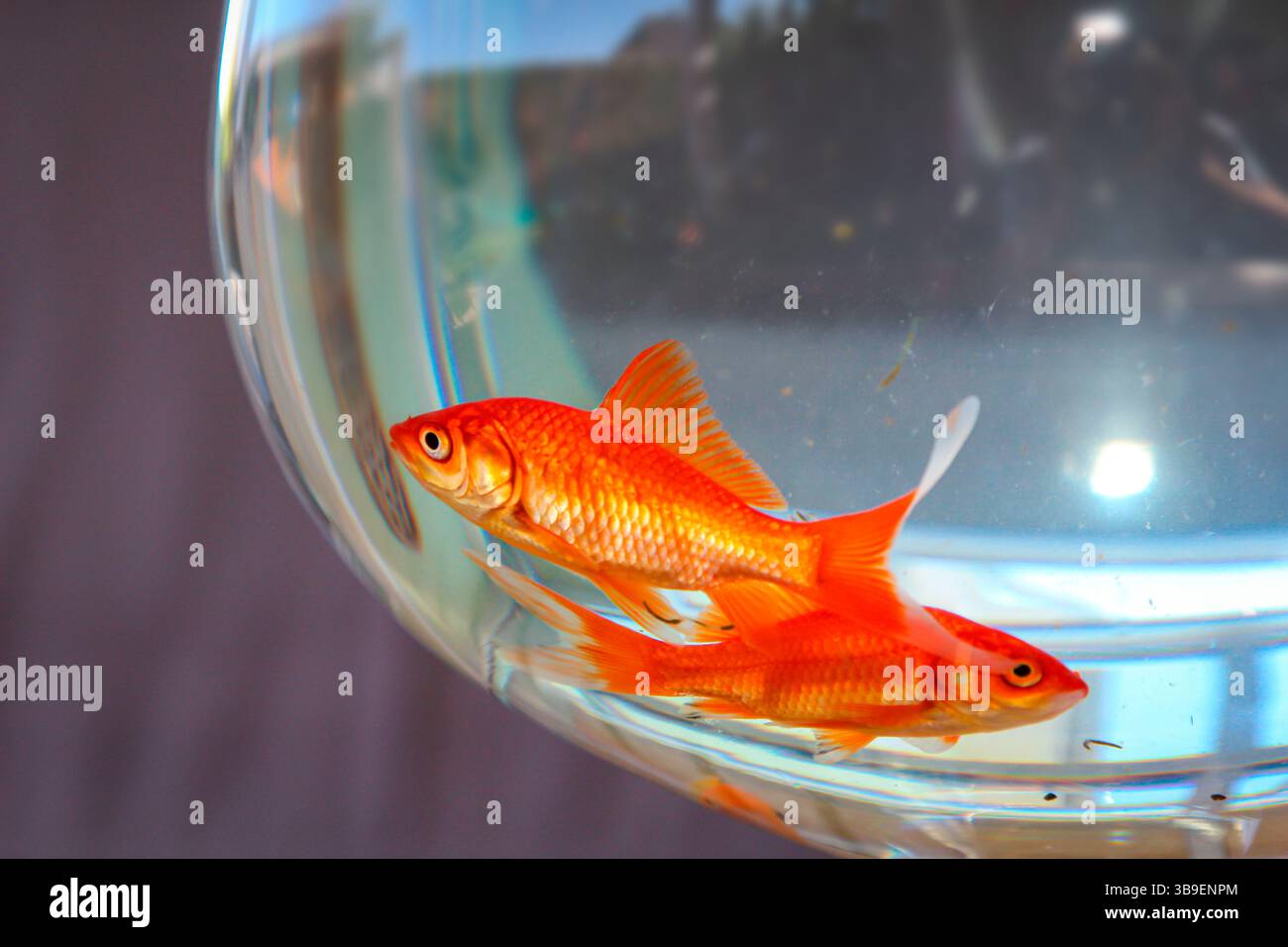 Two goldfish in a jar Stock Photo - Alamy